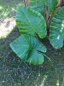 Kæmpe stort grønt blad - Bladet kan bøjes - Dekolagersalg