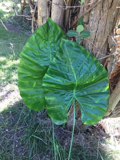 Kæmpe stort grønt blad - Bladet kan bøjes - Dekolagersalg
