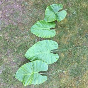 Kæmpe stort grønt blad - Bladet kan bøjes - Dekolagersalg