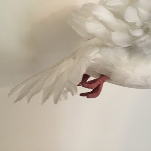 Hvid due der flyver - Køb dekorative duer til faste lave priser
