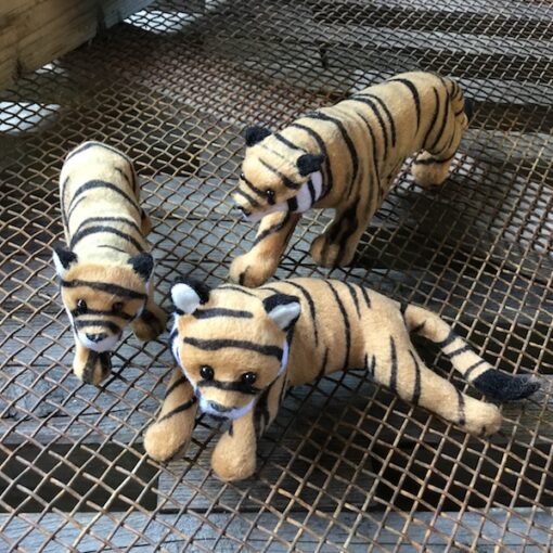 Tiger unge med blød kort pels - Dekorativ og naturtro Dekolagersalg