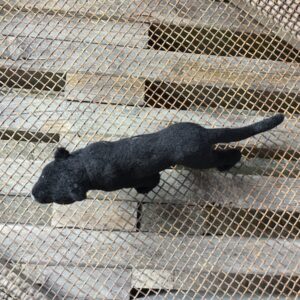 Sort panter mellem størrelse - Dekorativ og naturtro Dekolagersalg