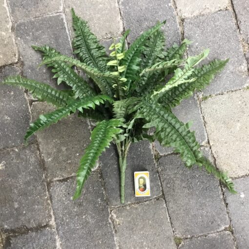 Naturtro grøn bregne buket - Med fyldige blade - Dekolagersalg