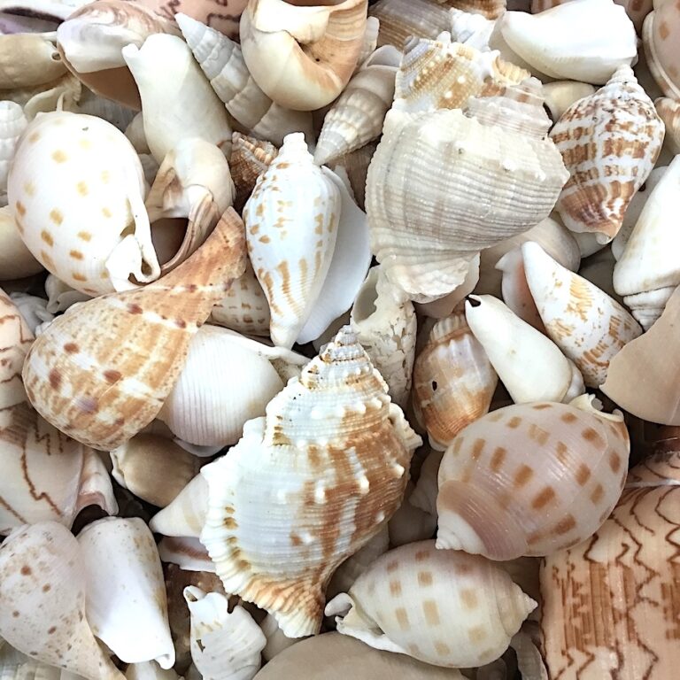 Blandet dekorative muslinger - Halv kg - Dekolagersalg