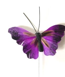 Naturfarvet muslinger i snegleform - Super dekorative - Dekolagersalg