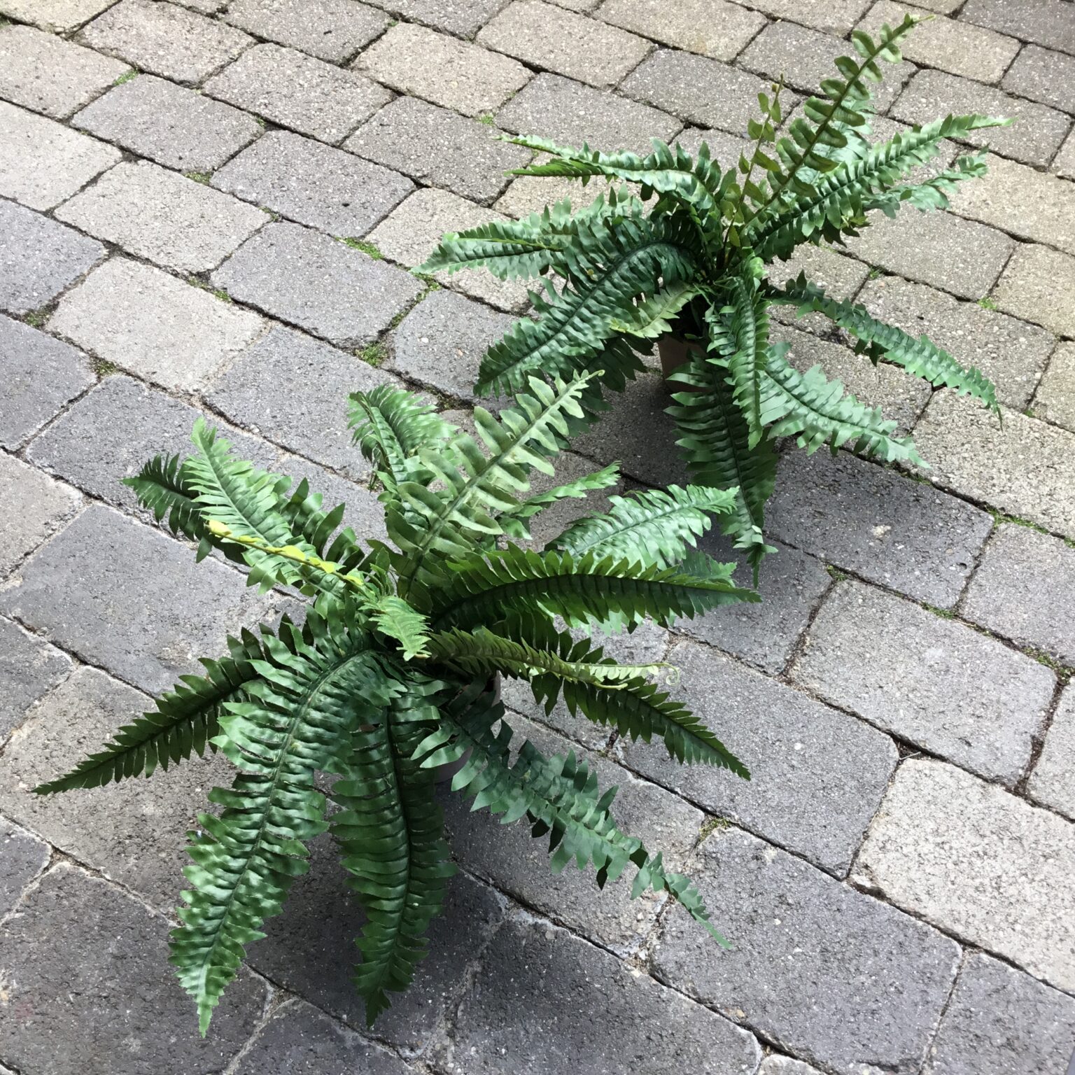 Meget naturtro bregne i lerpotte - Flot og stor - Dekolagersalg