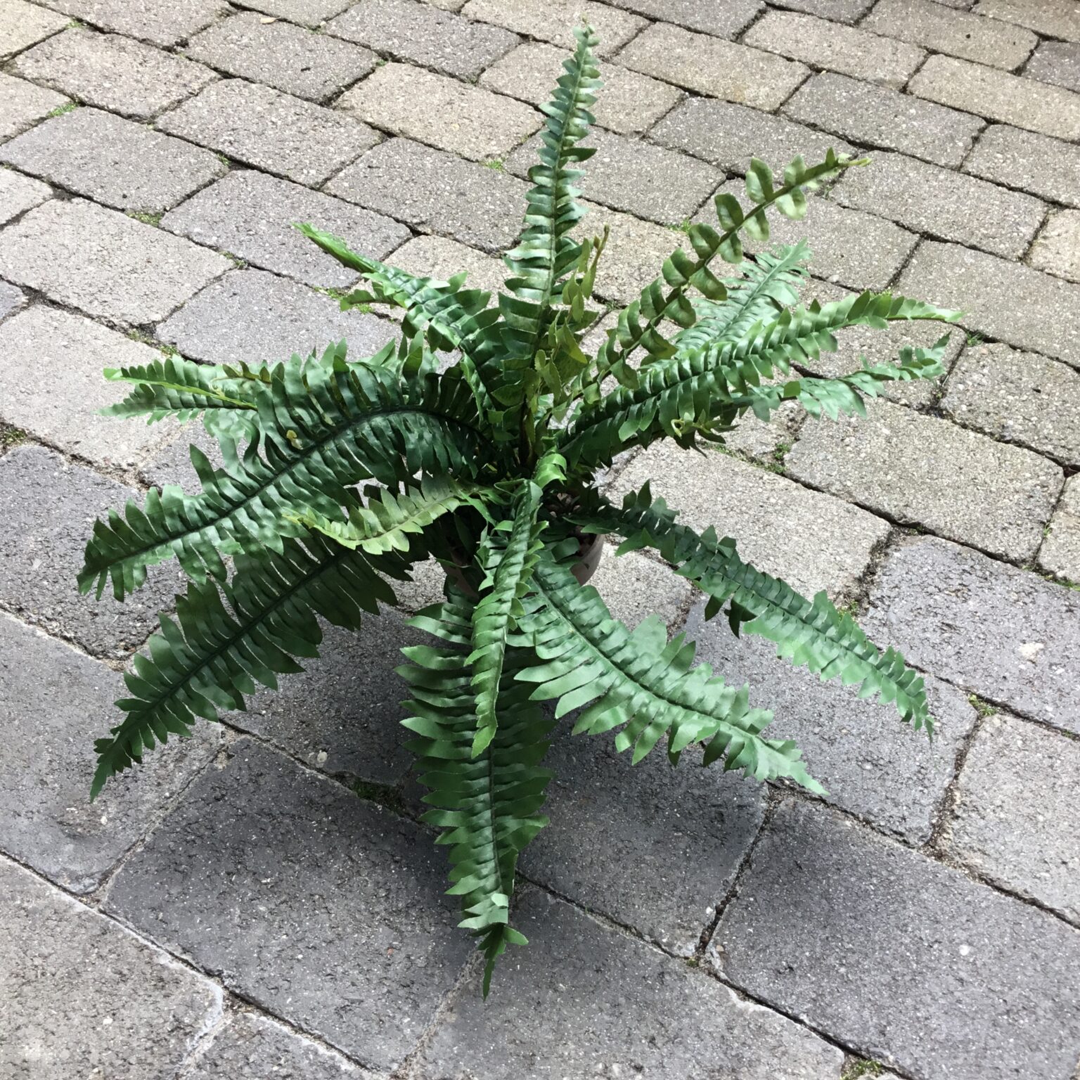Meget naturtro bregne i lerpotte - Flot og stor - Dekolagersalg